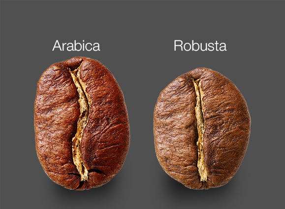 Thermoplan AG : All about Arabica coffee - origin, flavour and quality